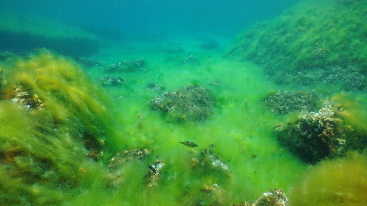 Wie du deinen Teich im Frühjahr algenfrei hältst – Koi-Area eGbR
