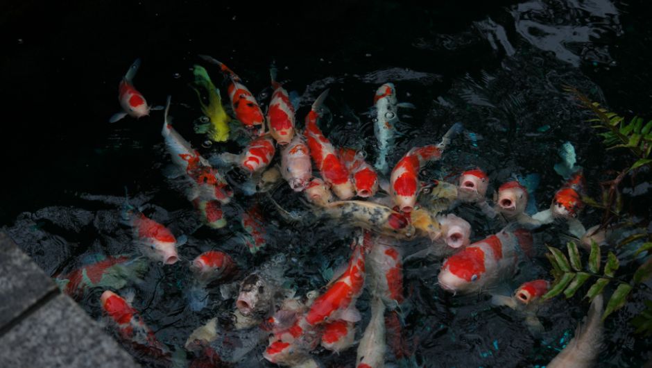 Koi richtig füttern: Gesund, farbenfroh & aktiv halten 🐟 – Koi-Area eGbR