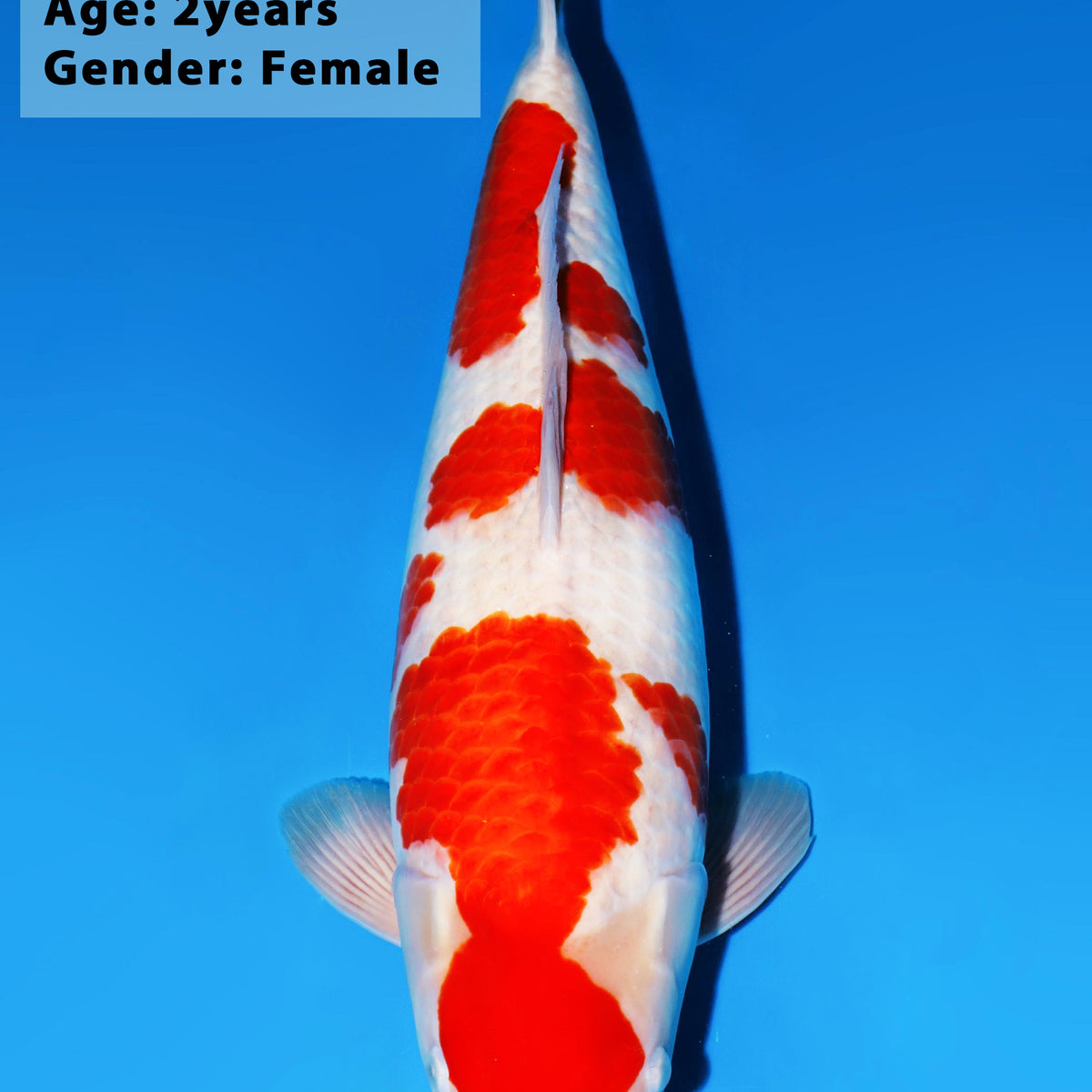 Show-Koi MT-013 inkl. Azukari in Japan – Koi-Area eGbR